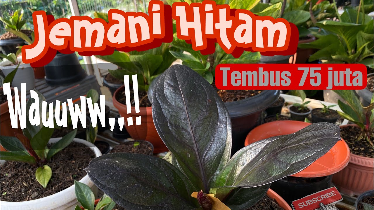 Jemani hitam ( black sanca) - YouTube