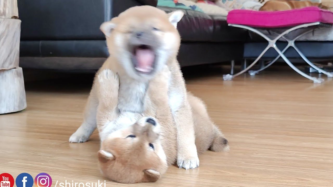 Karate Shibe loaded with microbytz - YouTube
