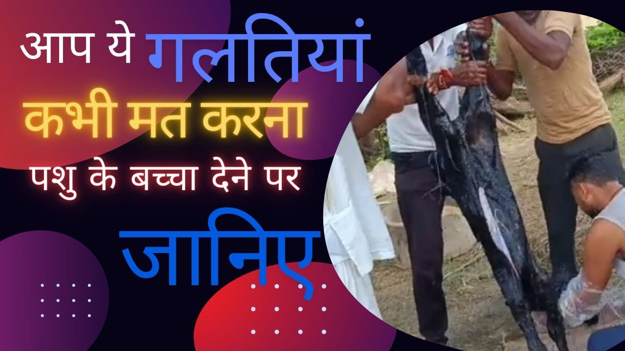 बच्चा देने पर ये गलतियां कभी मत करना | verma animal care |#animal # ...