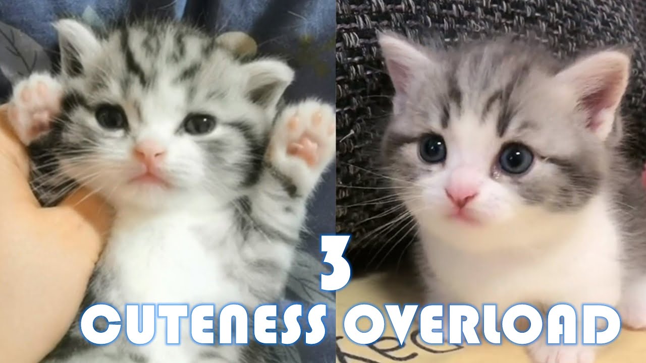 Cuteness Overload 3 🥰 AWWW My Heart Melt for These Cute Baby Kittens ...