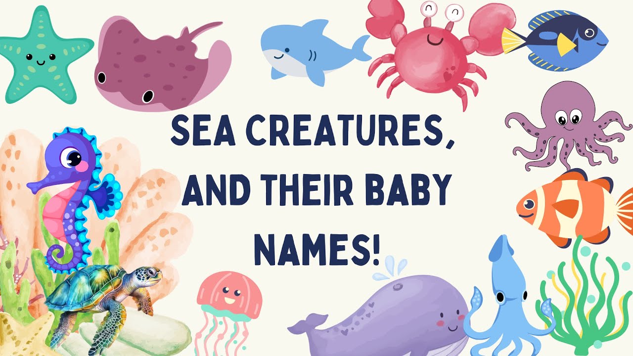 Learn Sea Animals And Their Babies Names In English | #SeaAnimals ...
