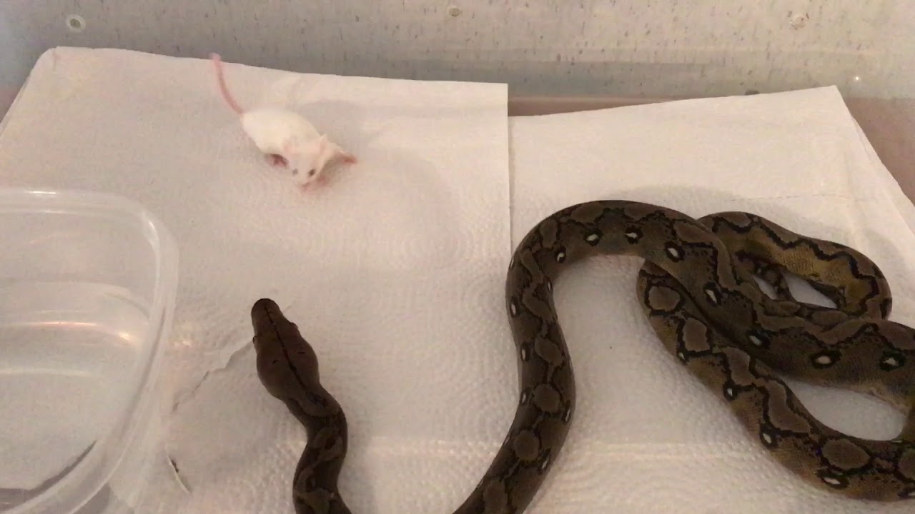 LIVE FEEDING**** baby retic eats live mouse - YouTube