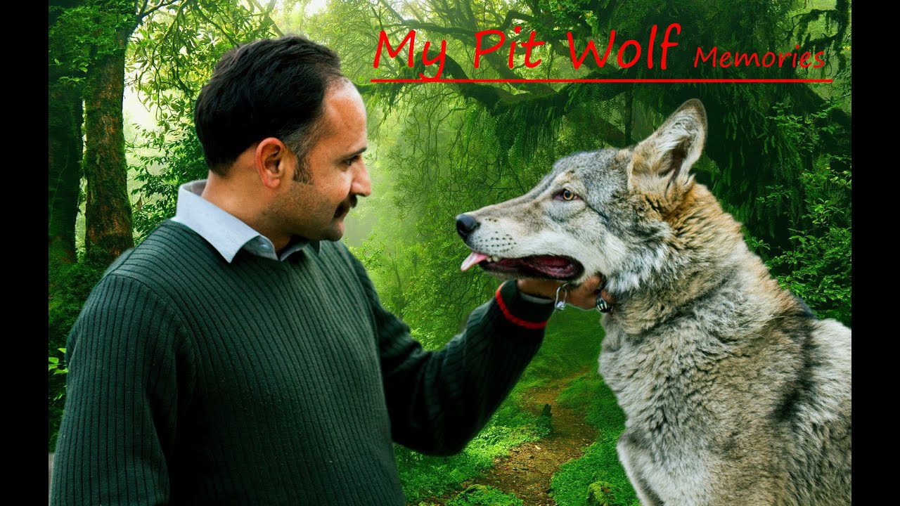 My Pit Wolf - YouTube