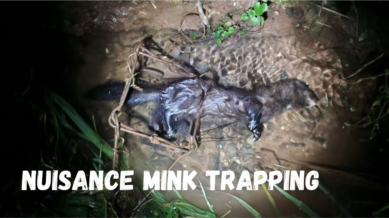 Nuisance Mink Trapping (With Catches) - YouTube