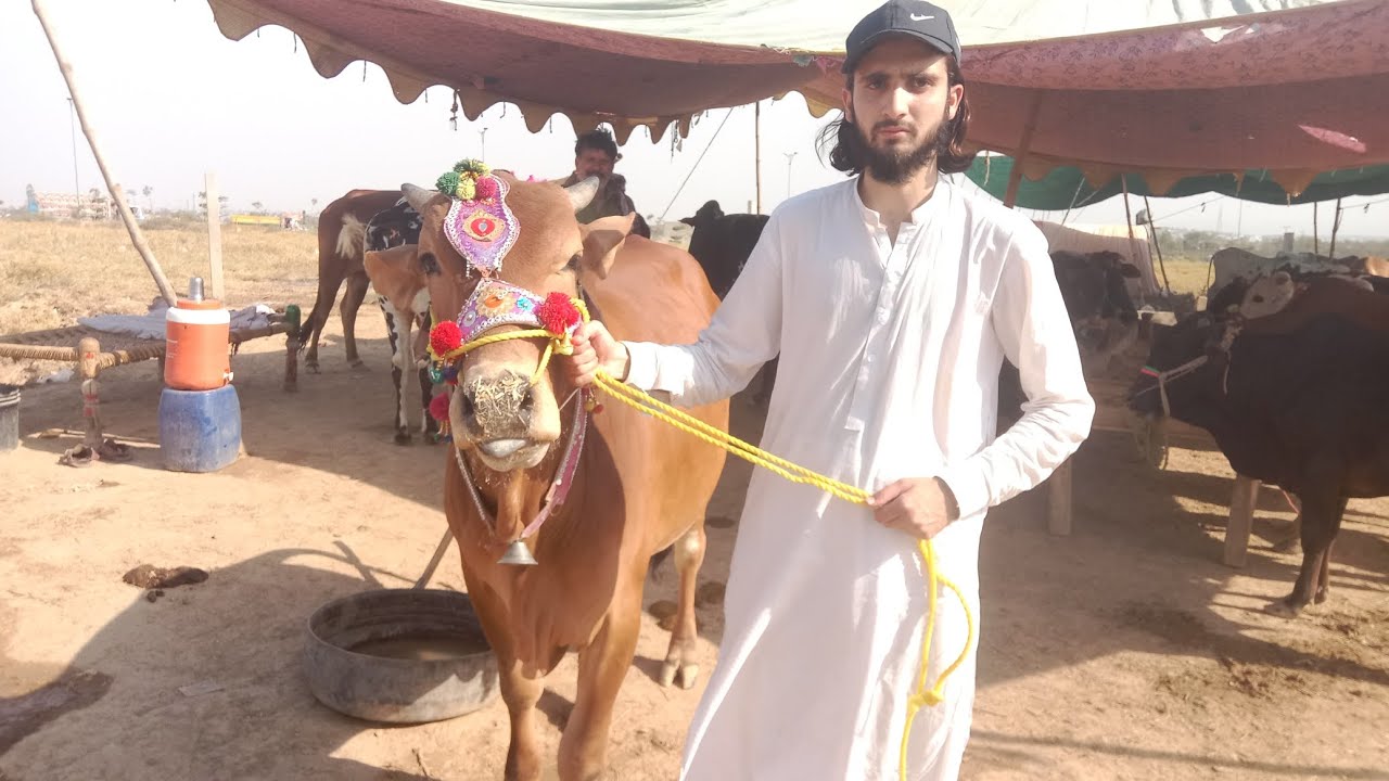 Sangjani Mandi Islamabad latest Update Eid Ul Azha Special 2024 - YouTube