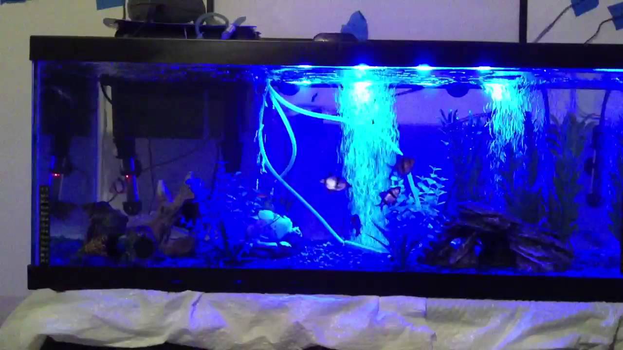 20 gallon long tiger barb tank with moonlight LED - YouTube