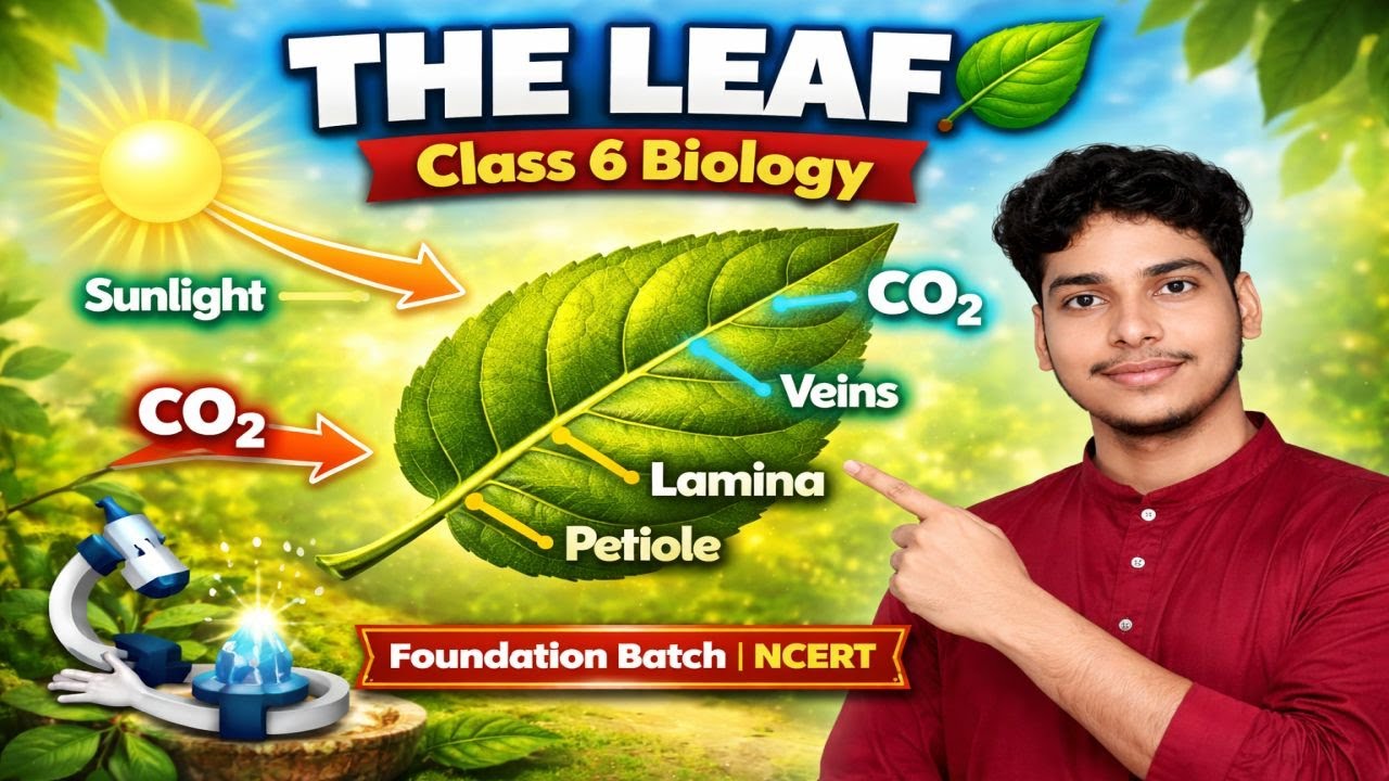 The Leaf 🌿 | Part 4 |Class 6 Biology | Functions of Leaves | Foundation ...