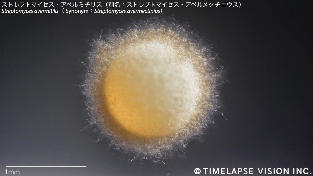 放線菌ストレプトマイセス・アベルミチリス Streptomyces Avermitilis Youtube