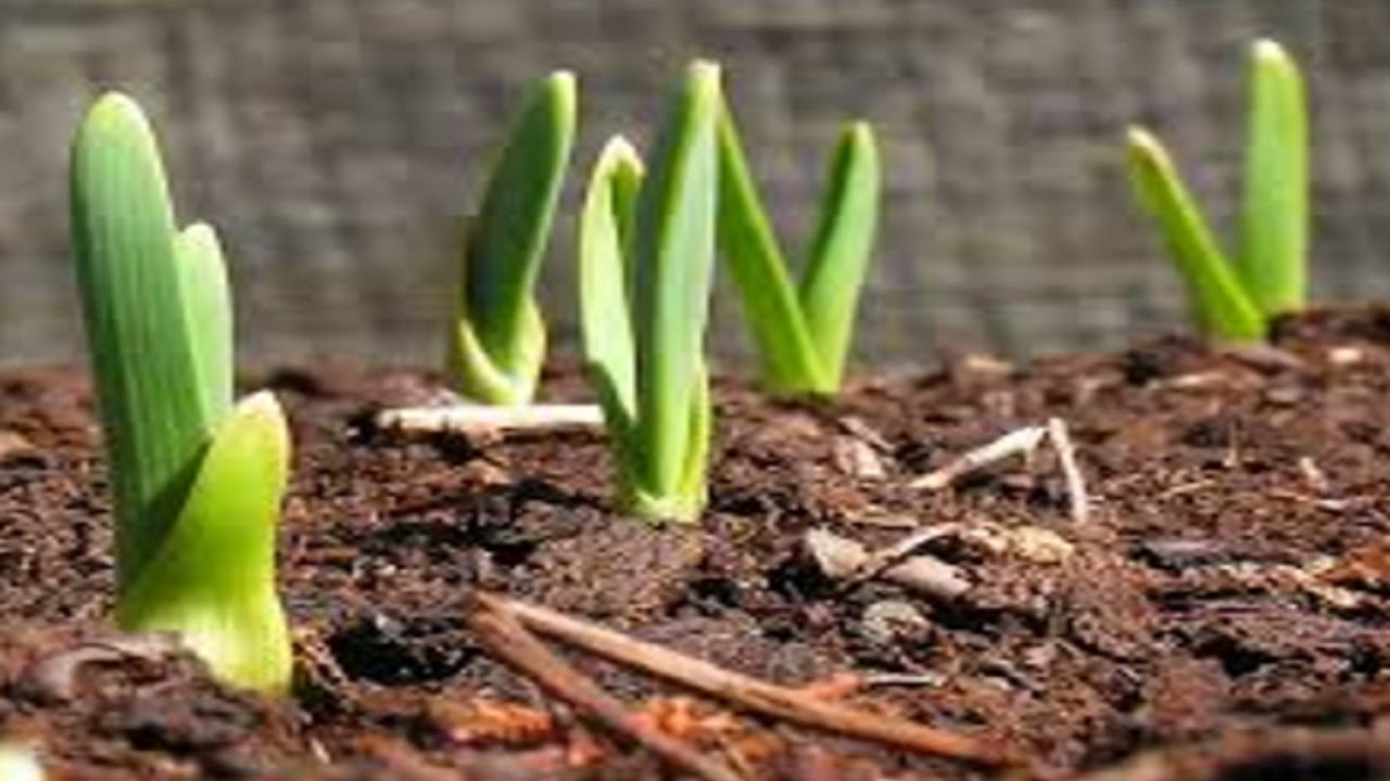 Weeding the importance of garlic - YouTube