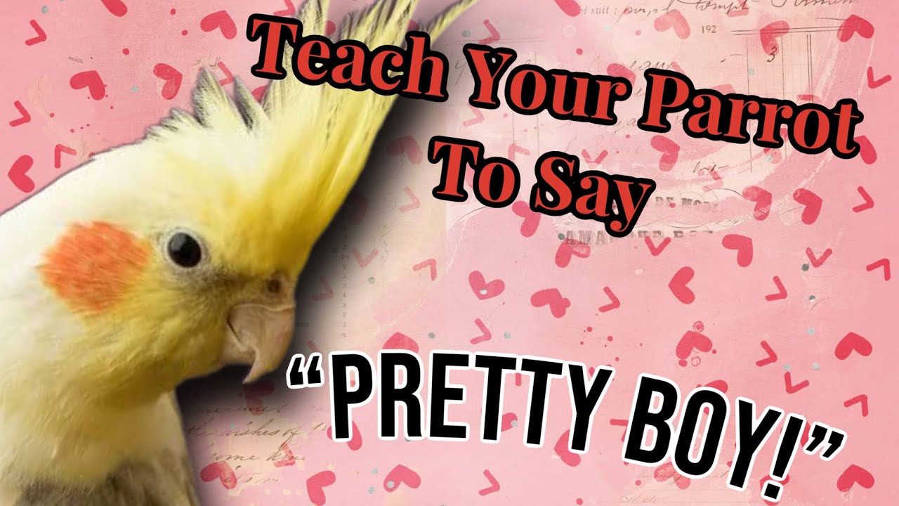 How To Teach Your Parrot or Bird to say “Pretty Boy!” Tutorial - YouTube