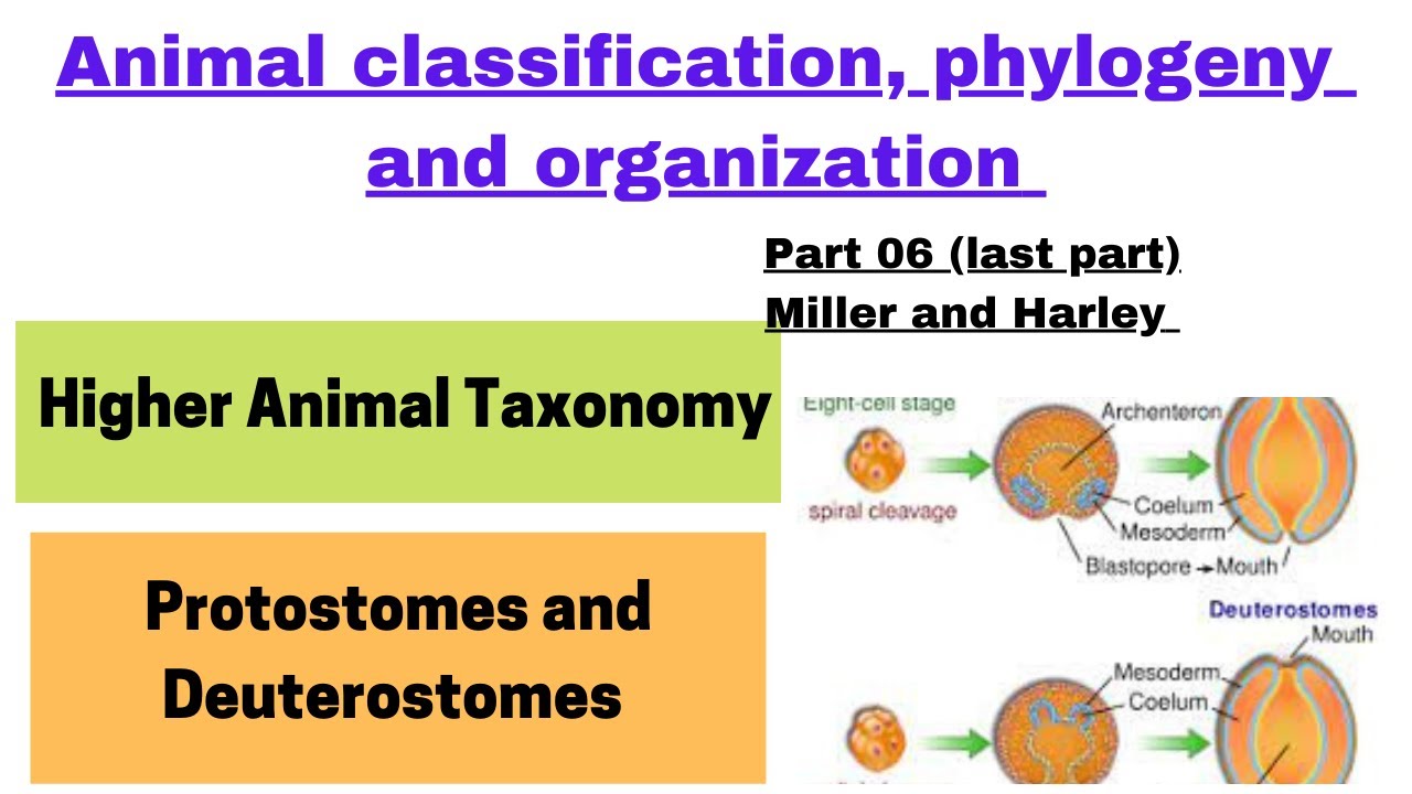Higher Animal Taxonomy|#part06|Deutrostomes and Protostomes |Mesozoa ...