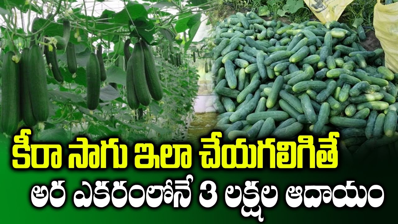 Profits With Cultivation Of Green Cucumber || Bamboo Polyhouse ...