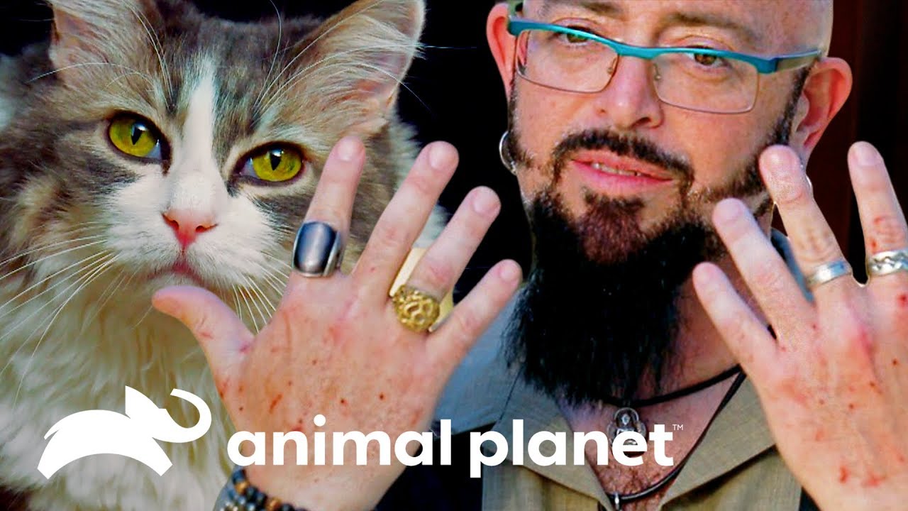 Gatita arremete con violento ataque a sus manos | Mi gato endemoniado ...