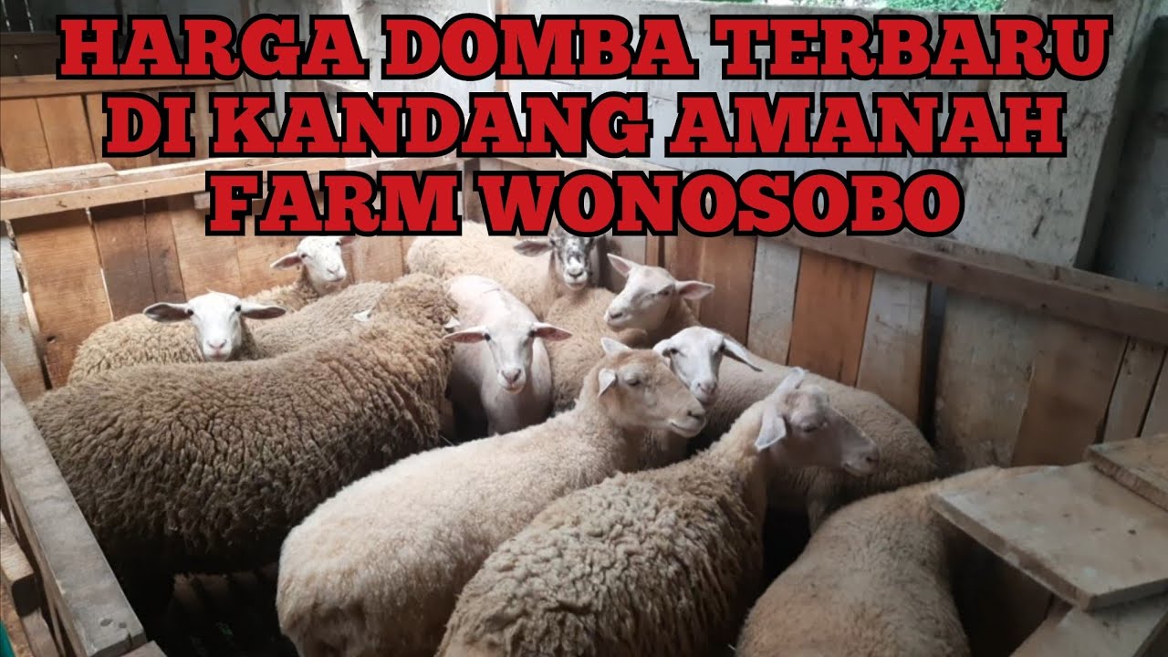 HARGA DOMBA TERBARU DI KANDANG AMANAH FARM WONOSOBO - YouTube