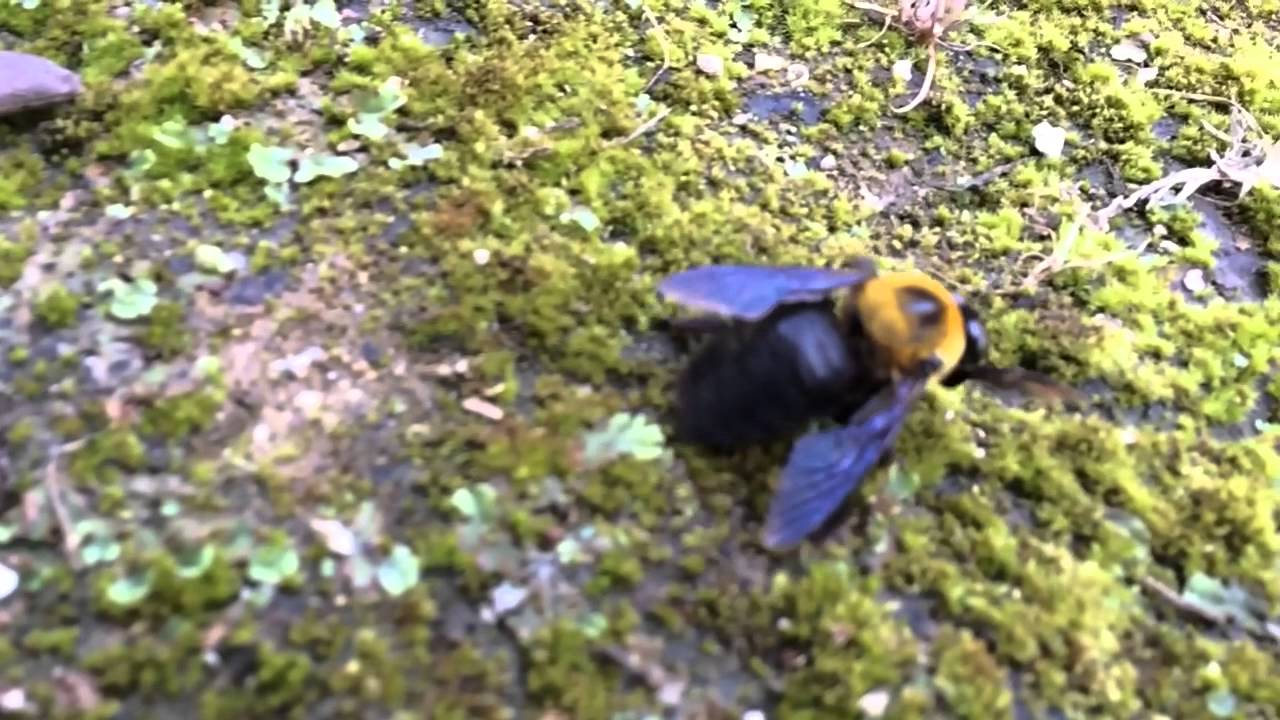 Insect - YouTube