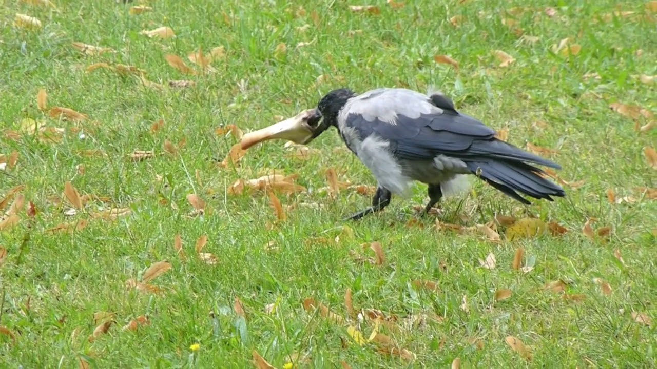 A Crow With A Bone - YouTube