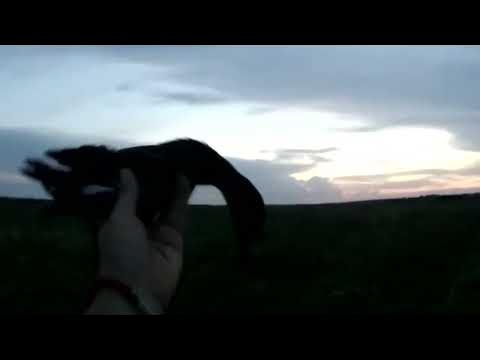 Lov na divlje patke-Duck hunting - YouTube
