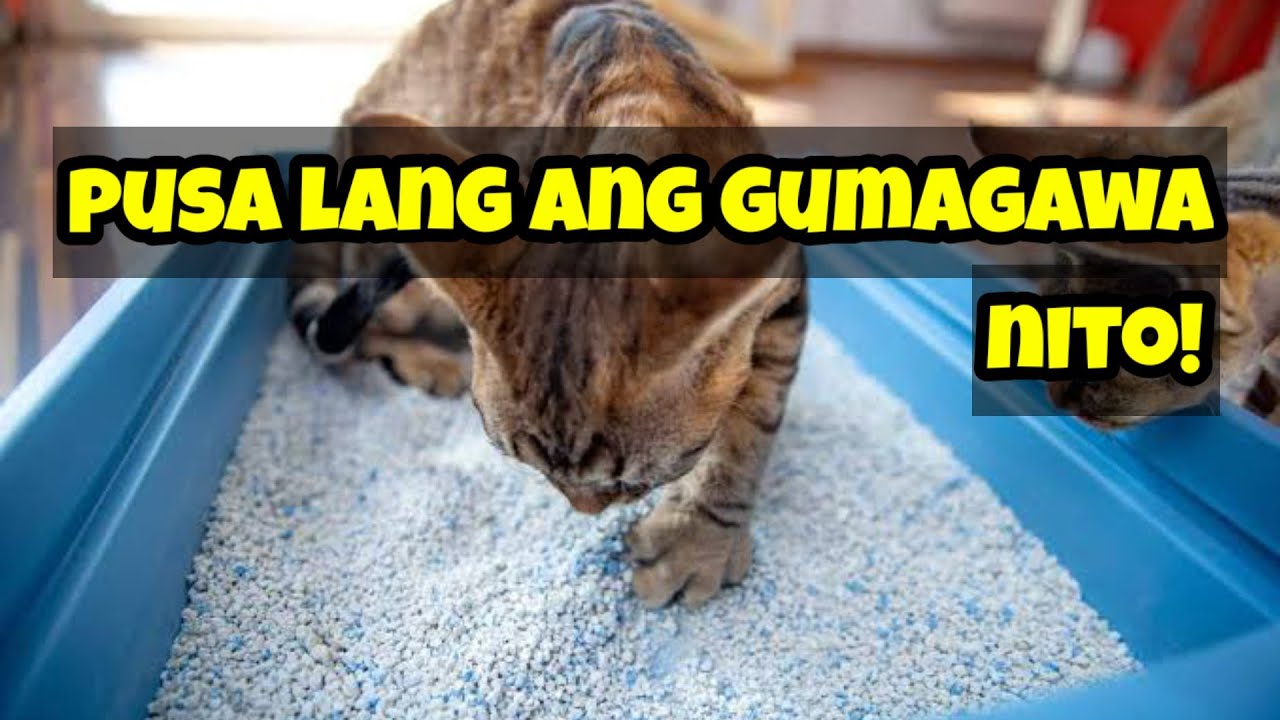 Ito ang Ginagawa ng Pusa na Hindi Ginagawa ng Aso! KAYA PALA MAS GUSTO ...