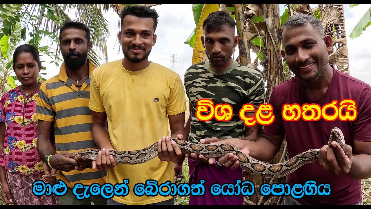 The Giant Viper rescued from fish net - YouTube