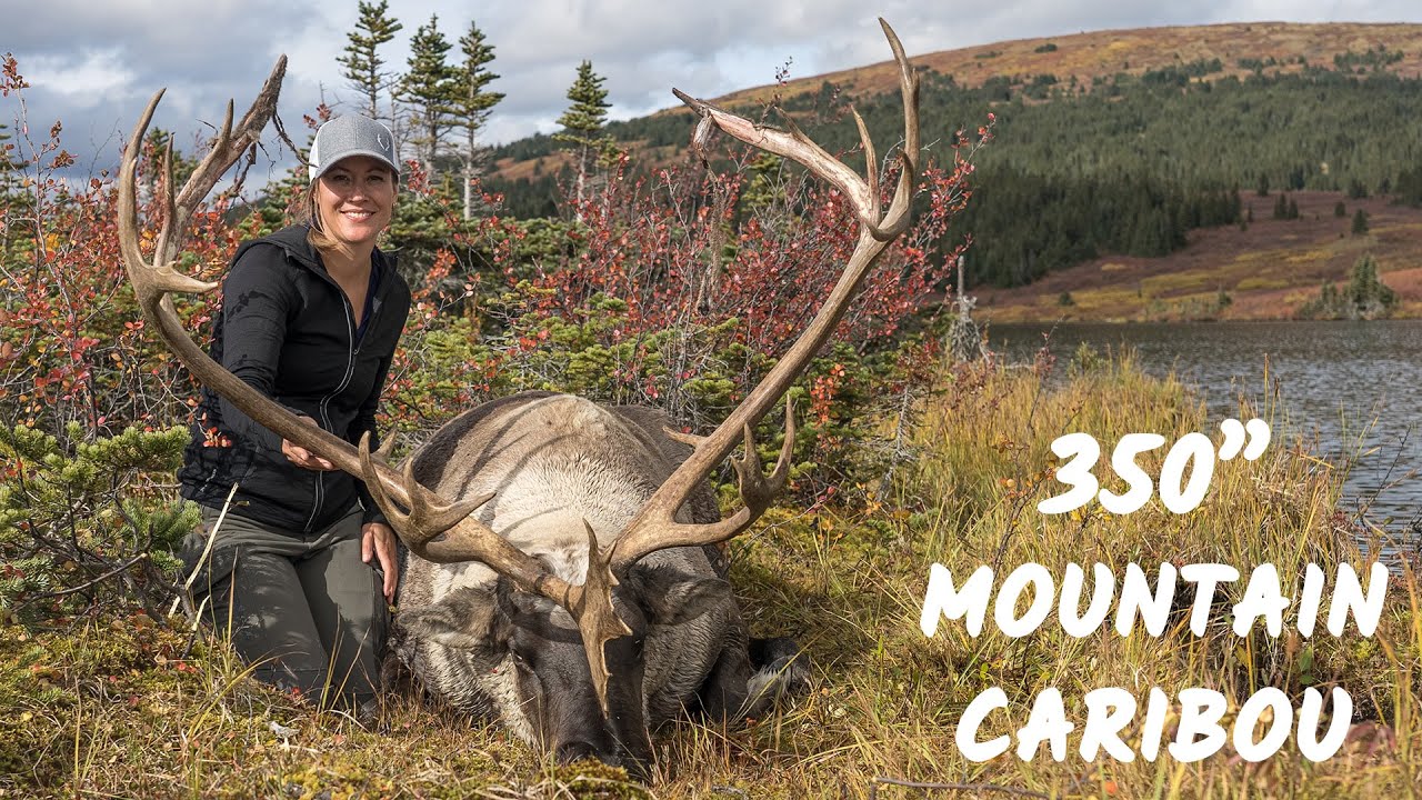 350" Mountain Caribou in British Columbia - YouTube