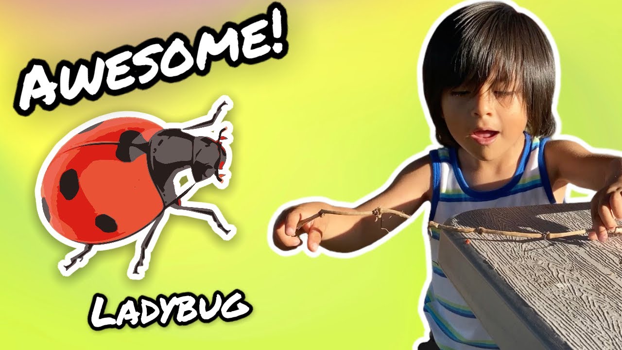 Playing with a ladybug | ladybugs | Do ladybugs bite | kid tv | play ...