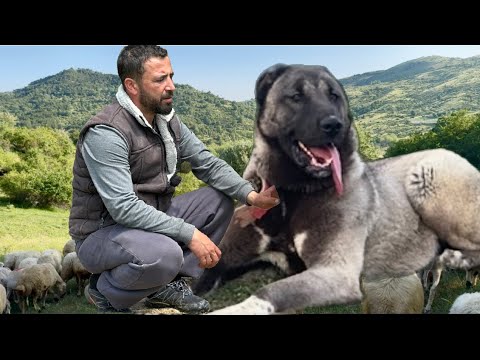 GÜZEL KIZIM BİGE ÖLDÜ !!!  CANIMIZDAN BİR PARÇA DAHA GİTTİ…