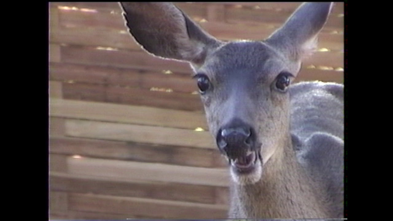 Sick Fawn 8:14:1999 - YouTube