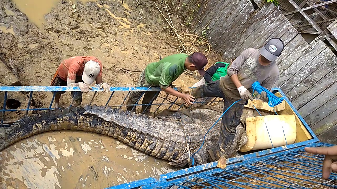 Proses Evakuasi Monster Buaya Muara - YouTube