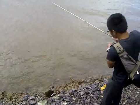 Selunsung 4.5kg Kuching On Lure - YouTube