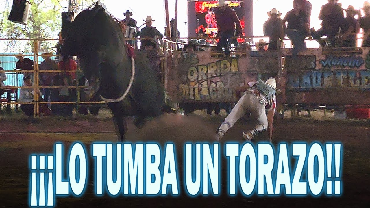 QUE BUEN TORO LO TUMBO BONITO!!!Potrillo De Morelia Vs Belleza Negra ...