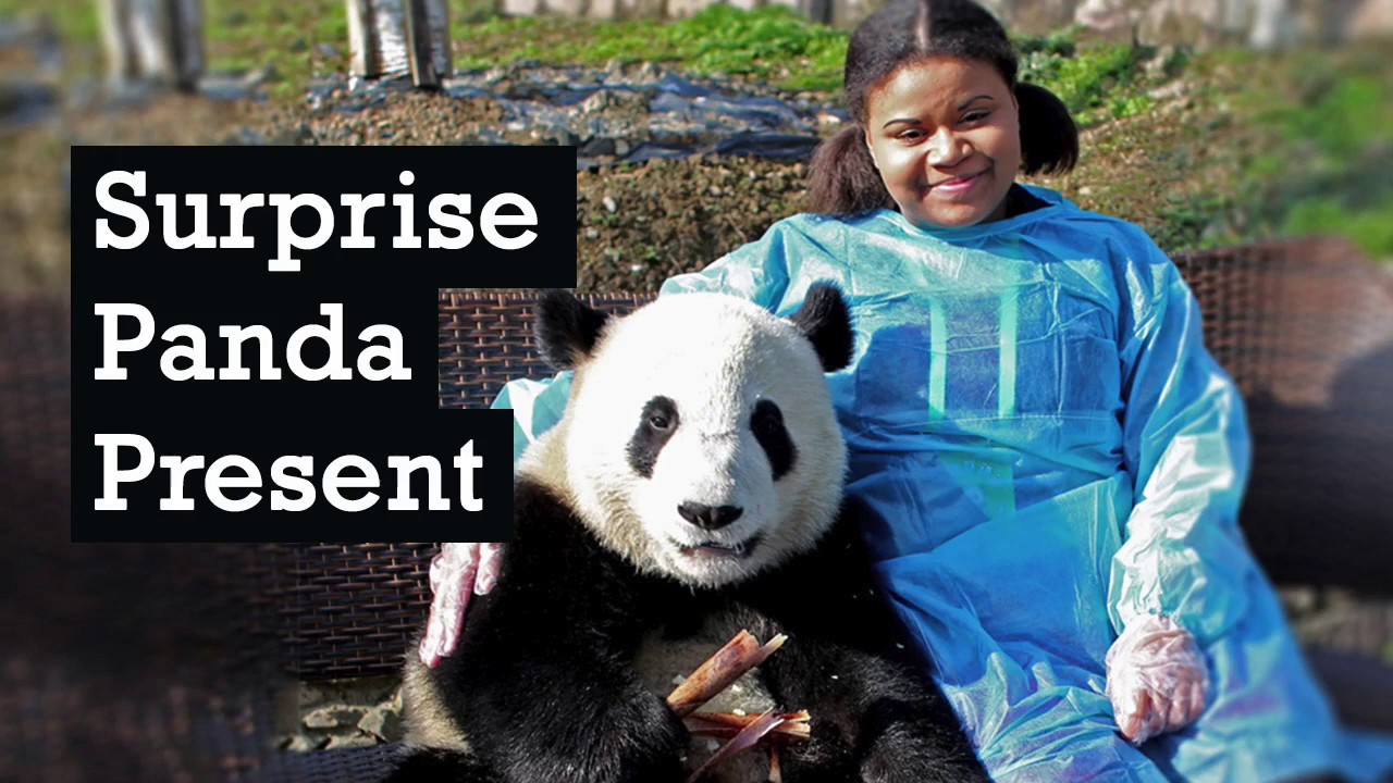 Surprise Present Reaction: Panda Hugging delivered in a fortune cookie ...
