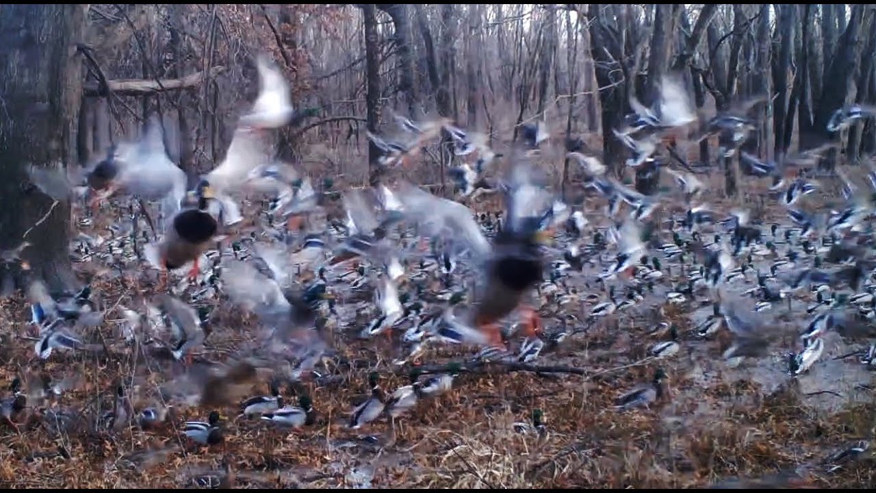 10,000 MALLARDS IN FLOODED TIMBER HUNGRY EAGLES, GIANT BUCK, WATERFOWL ...