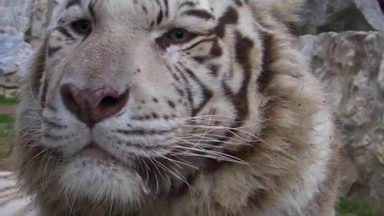 White Bengal tiger - Panthera tigris tigris - Beli bengalski tigar ...