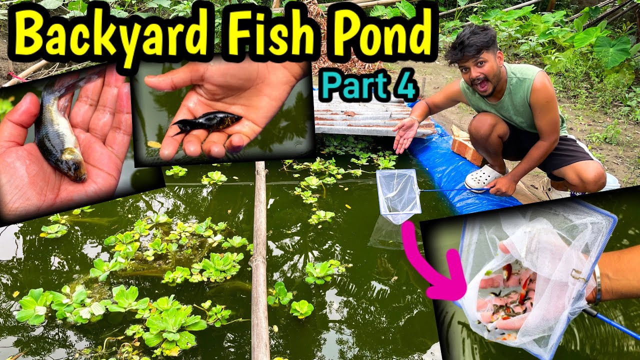 Backyard Fish Pond Part 4🔥: Added Mixed Fish Fry😍, Rare Grey Koi Carp ...