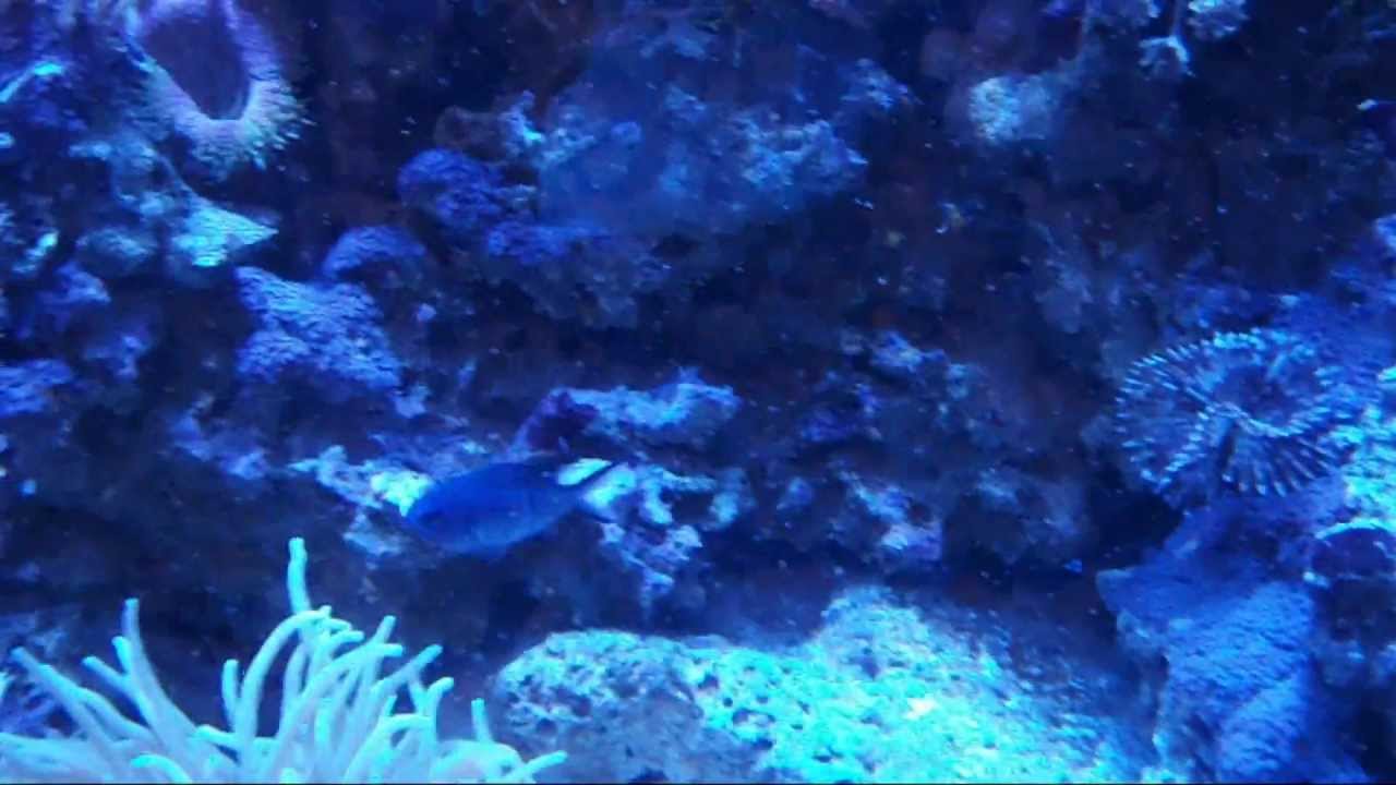 Episode 55 - Blue Reef Chromis Care - YouTube