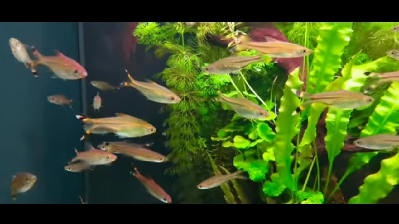 HAVE YOU SEEN THE BEAUTIFULL TROPICAL FISH AT AQUARIA KLCC? - YouTube