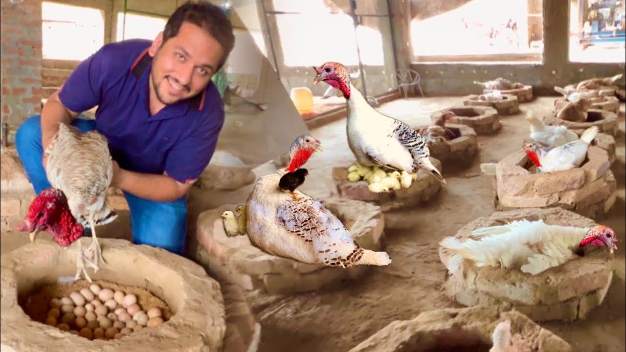 Biggest Turkey Farm All Hen Hatching Pheasant And Chakor Chiks, dakhni ...