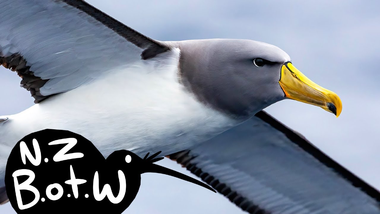 Chatham Island mollymawk - New Zealand Bird of the Week - YouTube