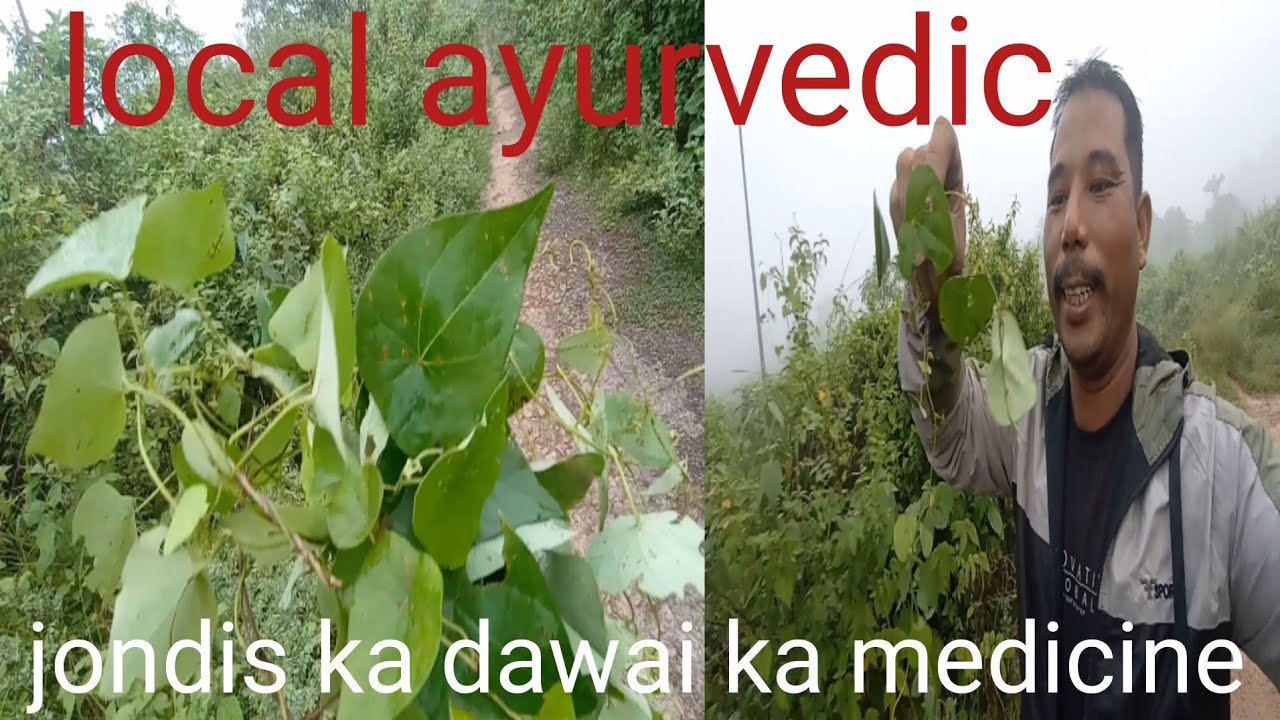 local ayurvedic medicine.jondis ka dawai - YouTube