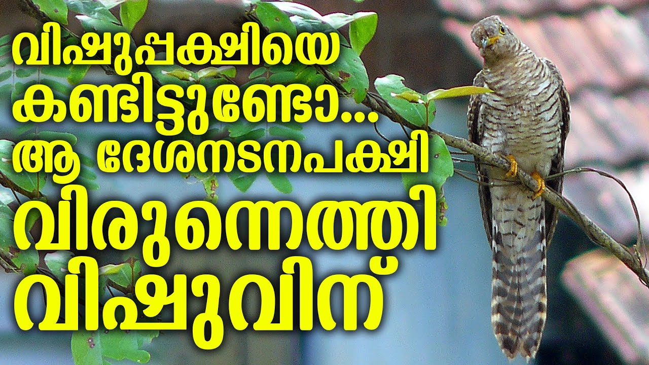 വിഷുപ്പക്ഷിയെ കണ്ടിട്ടുണ്ടോ... ആ ദേശനടനപക്ഷി വിരുന്നെത്തി വിഷുവിന് ...