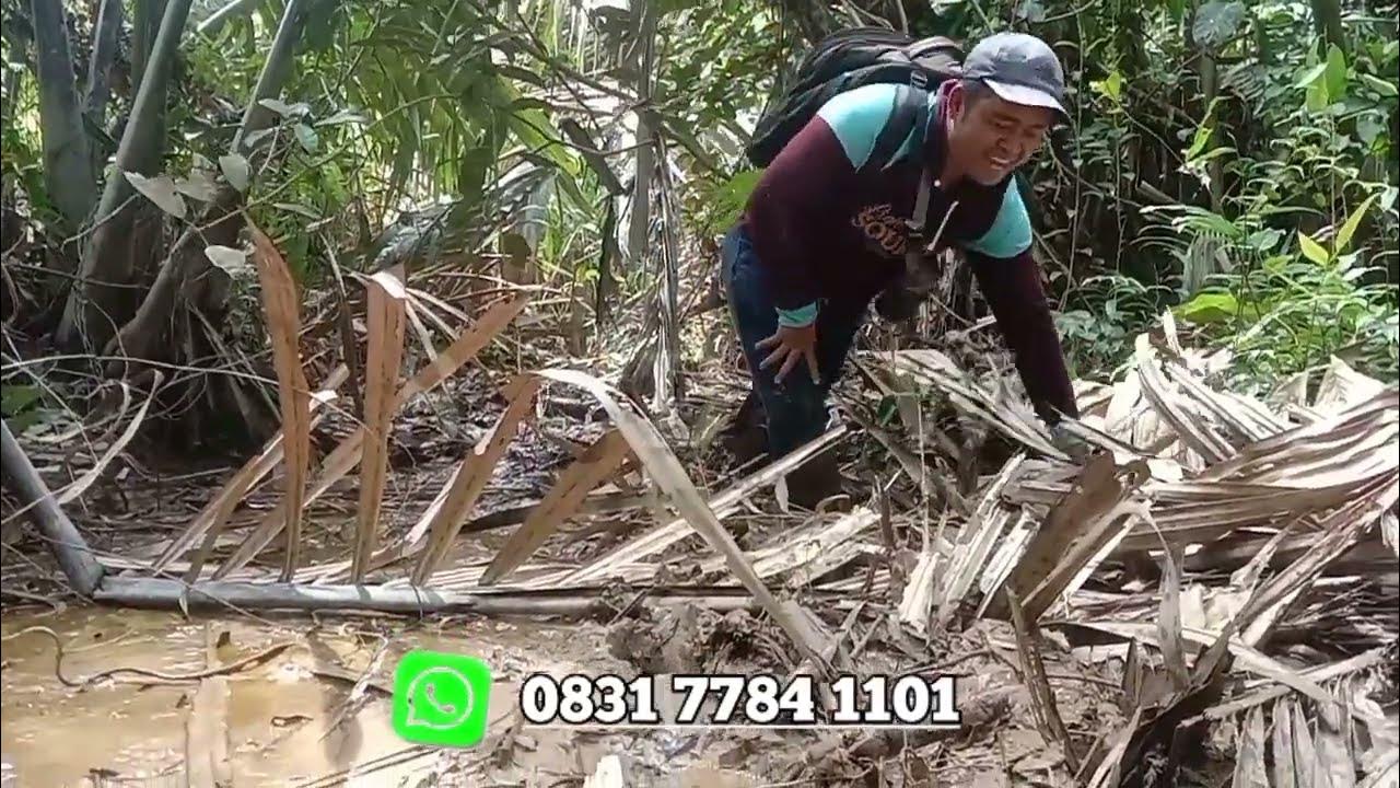 harta karun di temukan dalam semak semak // Emas cair - YouTube