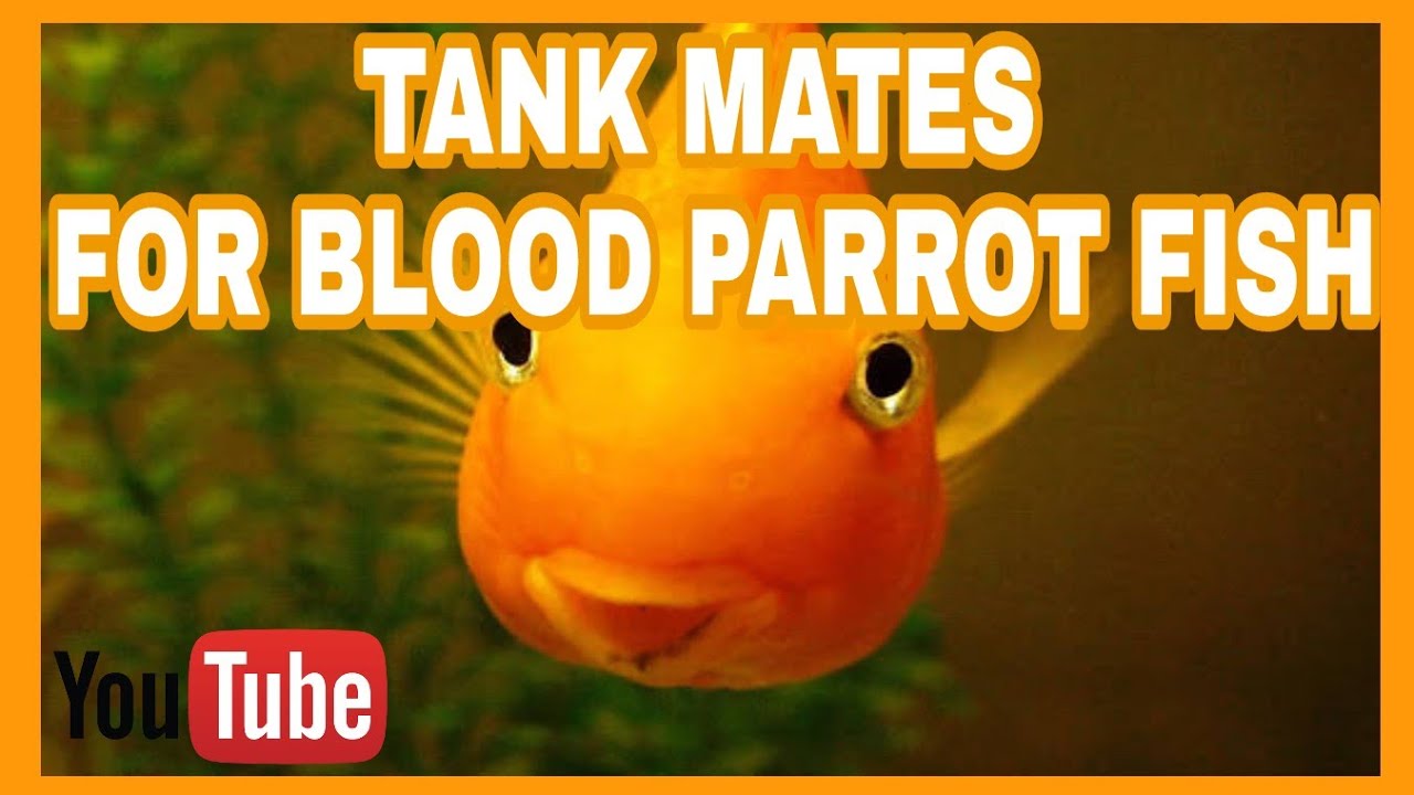 Blood Parrot Tank Mates
