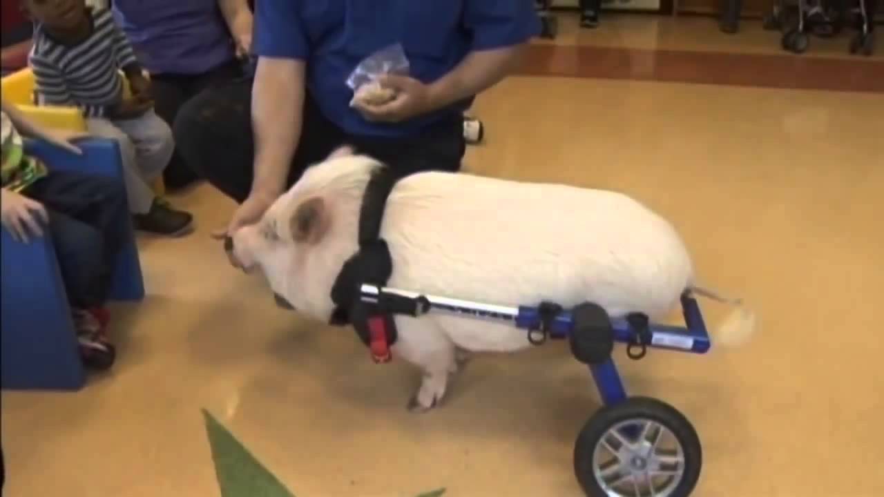 Pig in a wheelchair Two legged pig entertains sick children in ...