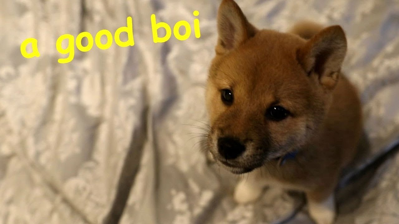 Meet Kenji The Shiba - YouTube