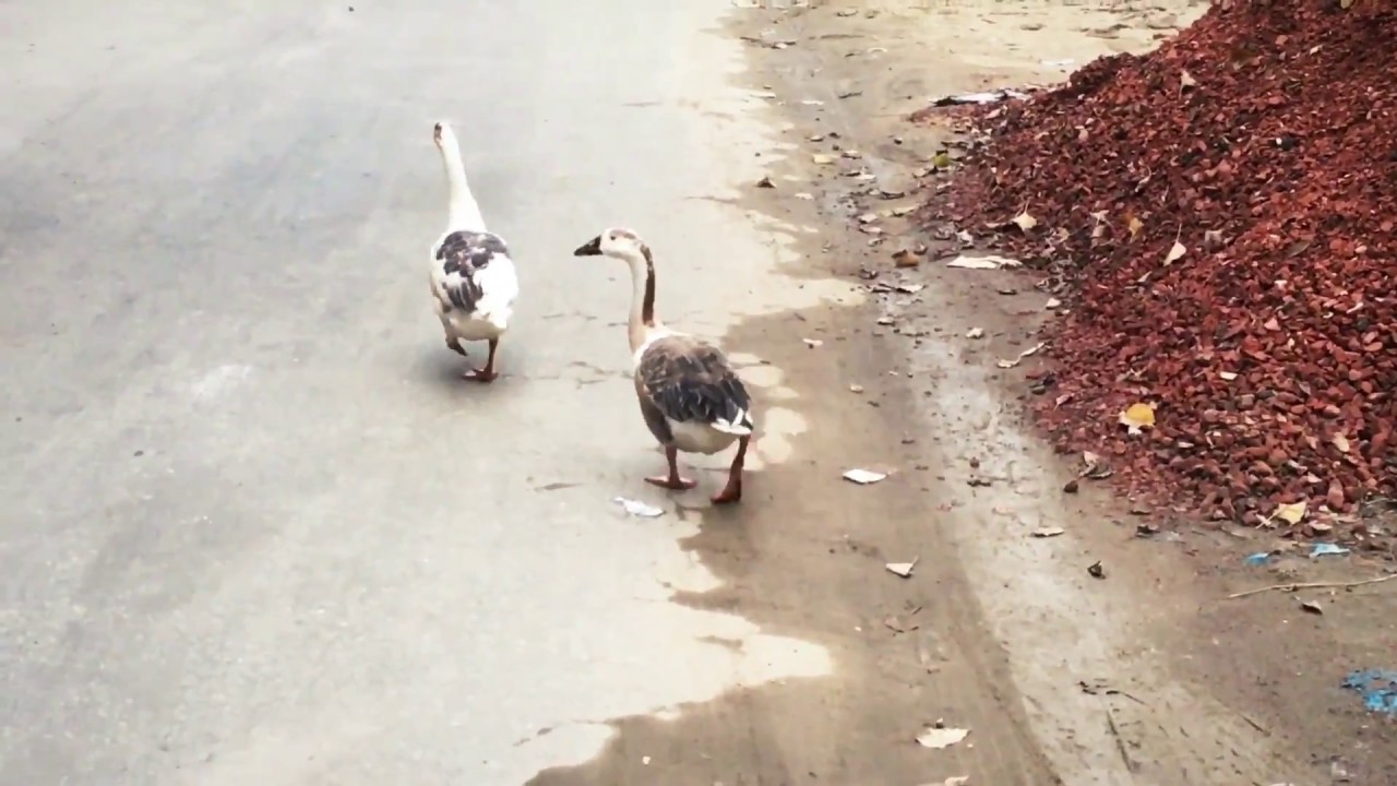 Swans (Raj Hash) In An Urban Street 🐦 - YouTube