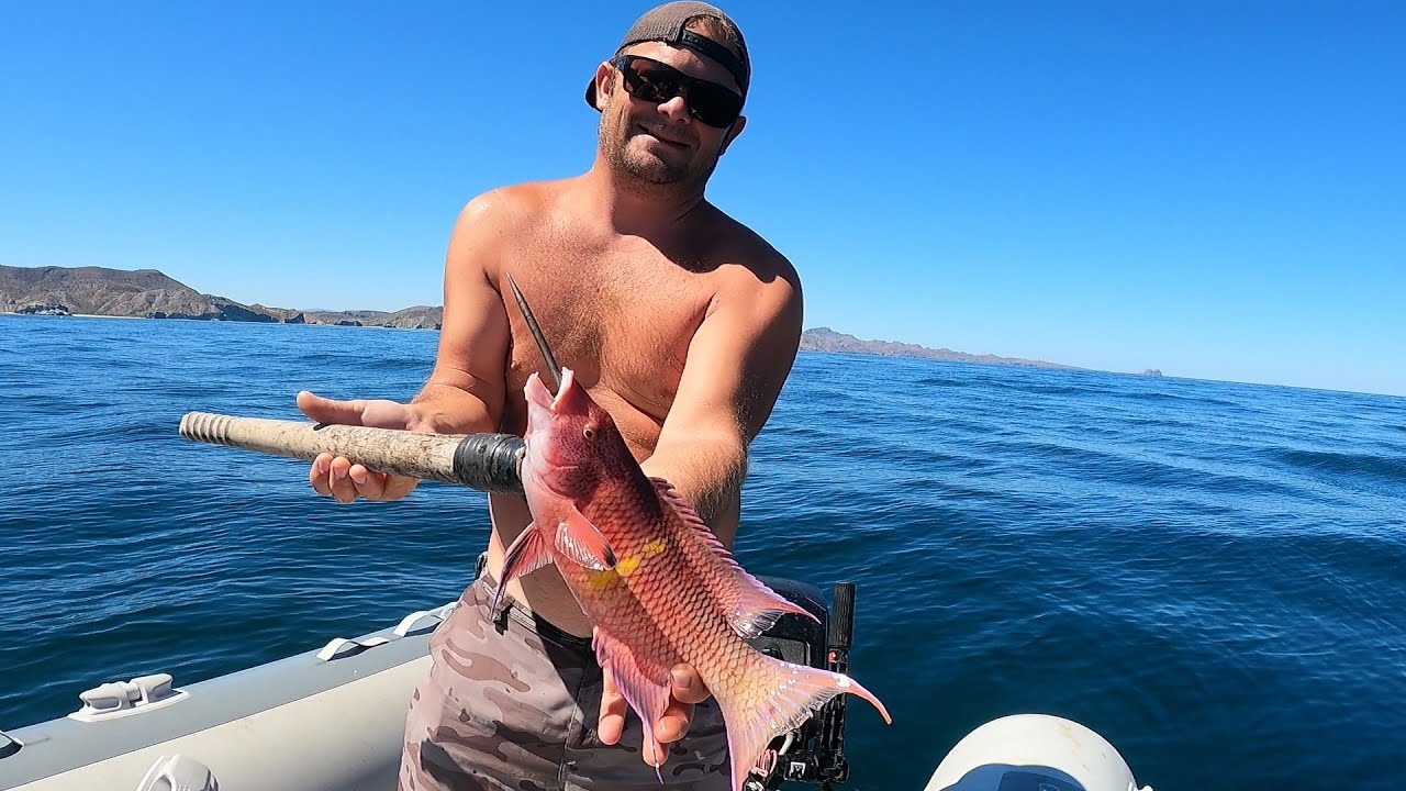 Ep. 31. our first HOGFISH + hopefully not the last! - YouTube