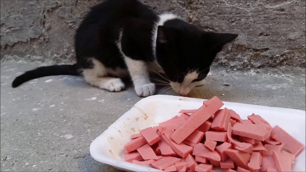 Five Baby Kittens Eating Meat | The Alley Cats - Pretty Cats - YouTube