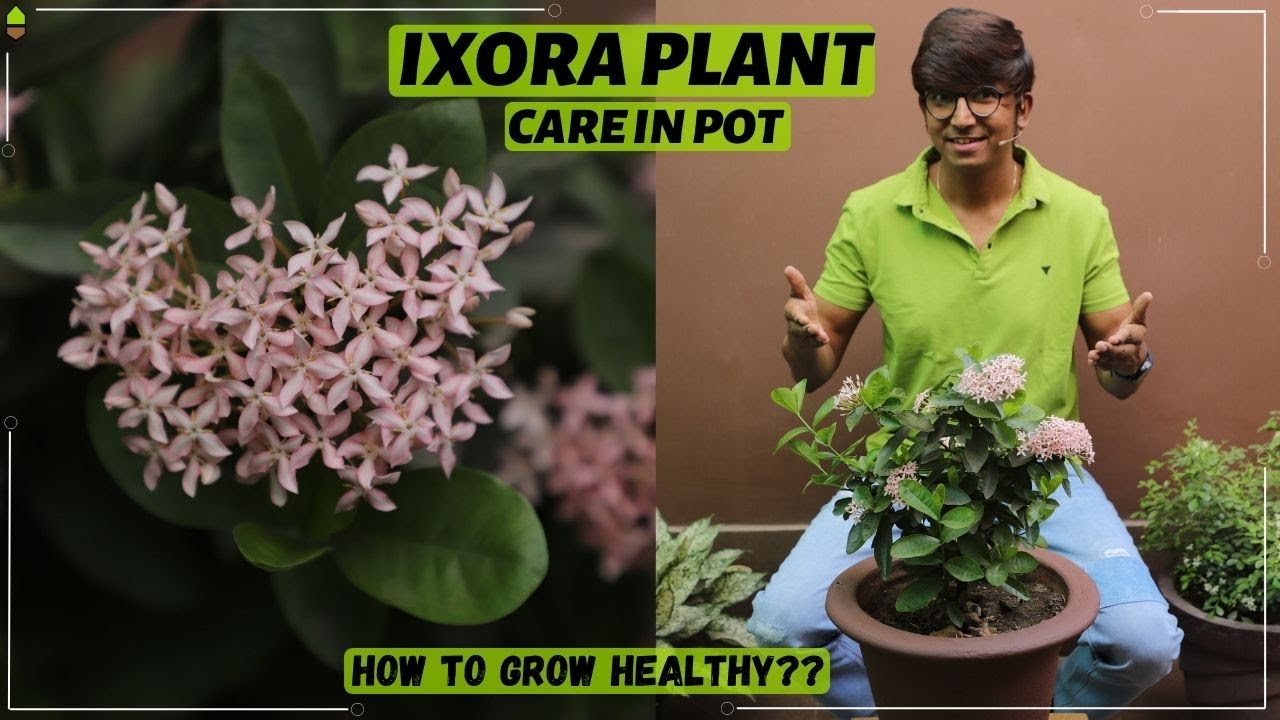 IXORA Plant Care in Pot - Ixora Summer Care - How to Grow Ixora Healthy ...