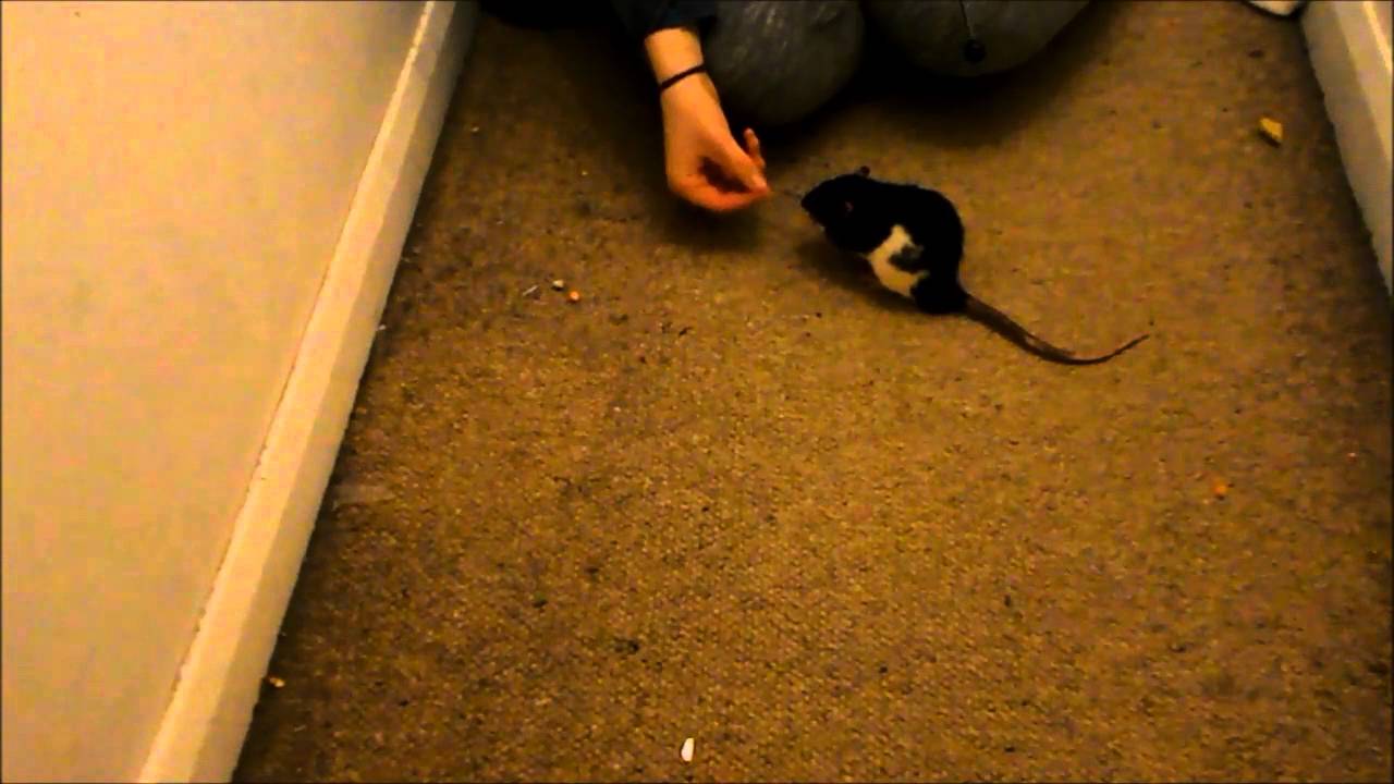 Target Training My Rat - YouTube