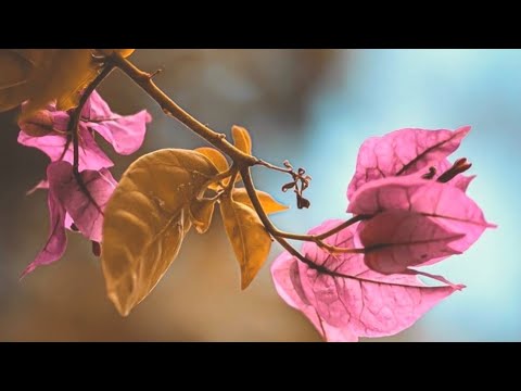 Let's flex this beautiful flowers, livestream4wh